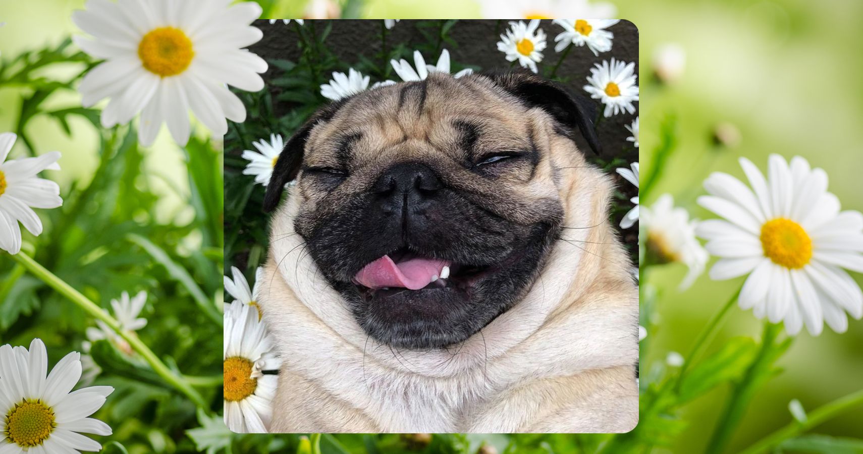 Doug The Pug Foundation Helps Bring Smiles To Kids With Cancer